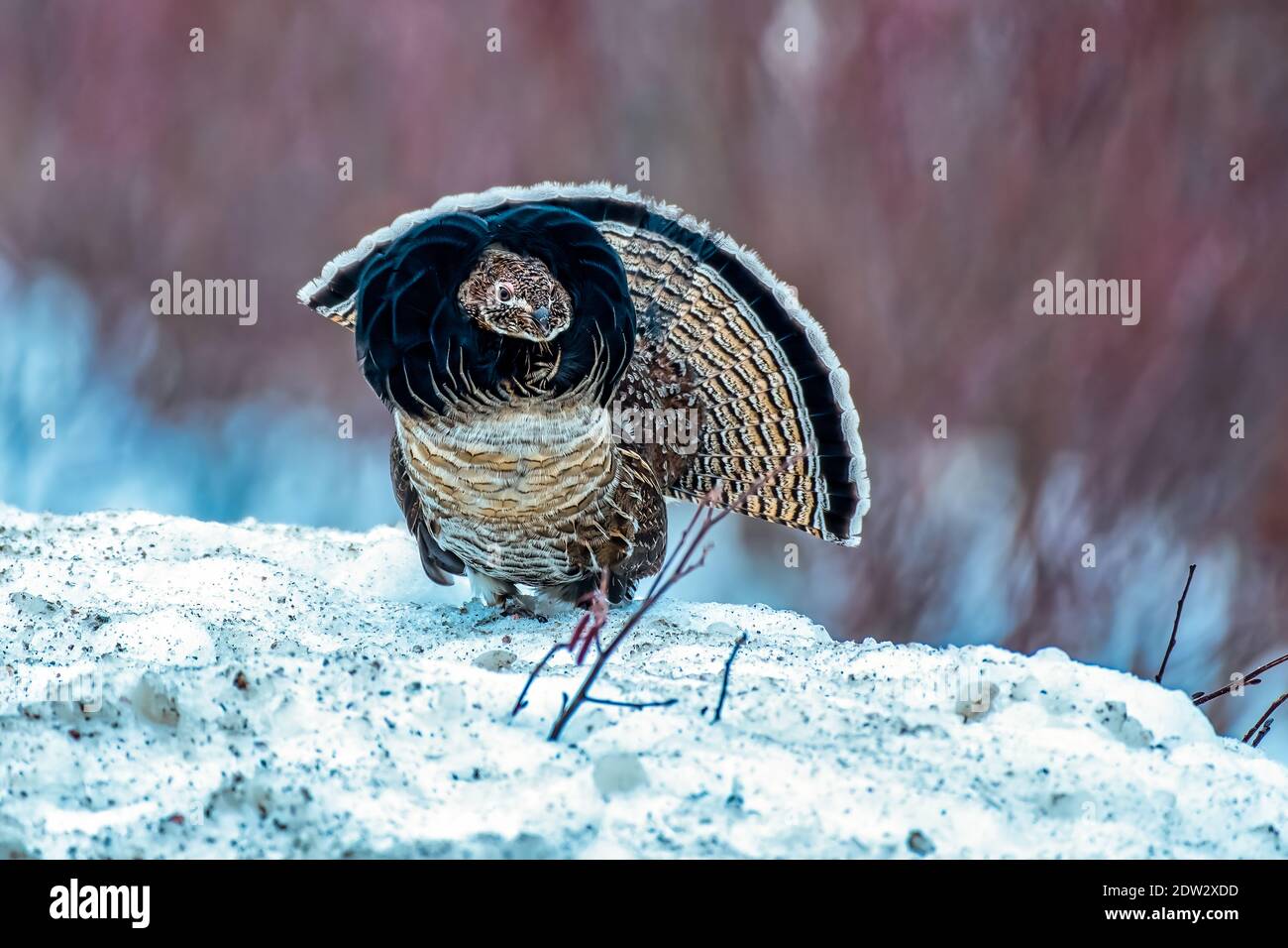 Parading male ruffed grouse (Bonasa umbellus) on snow Stock Photo - Alamy