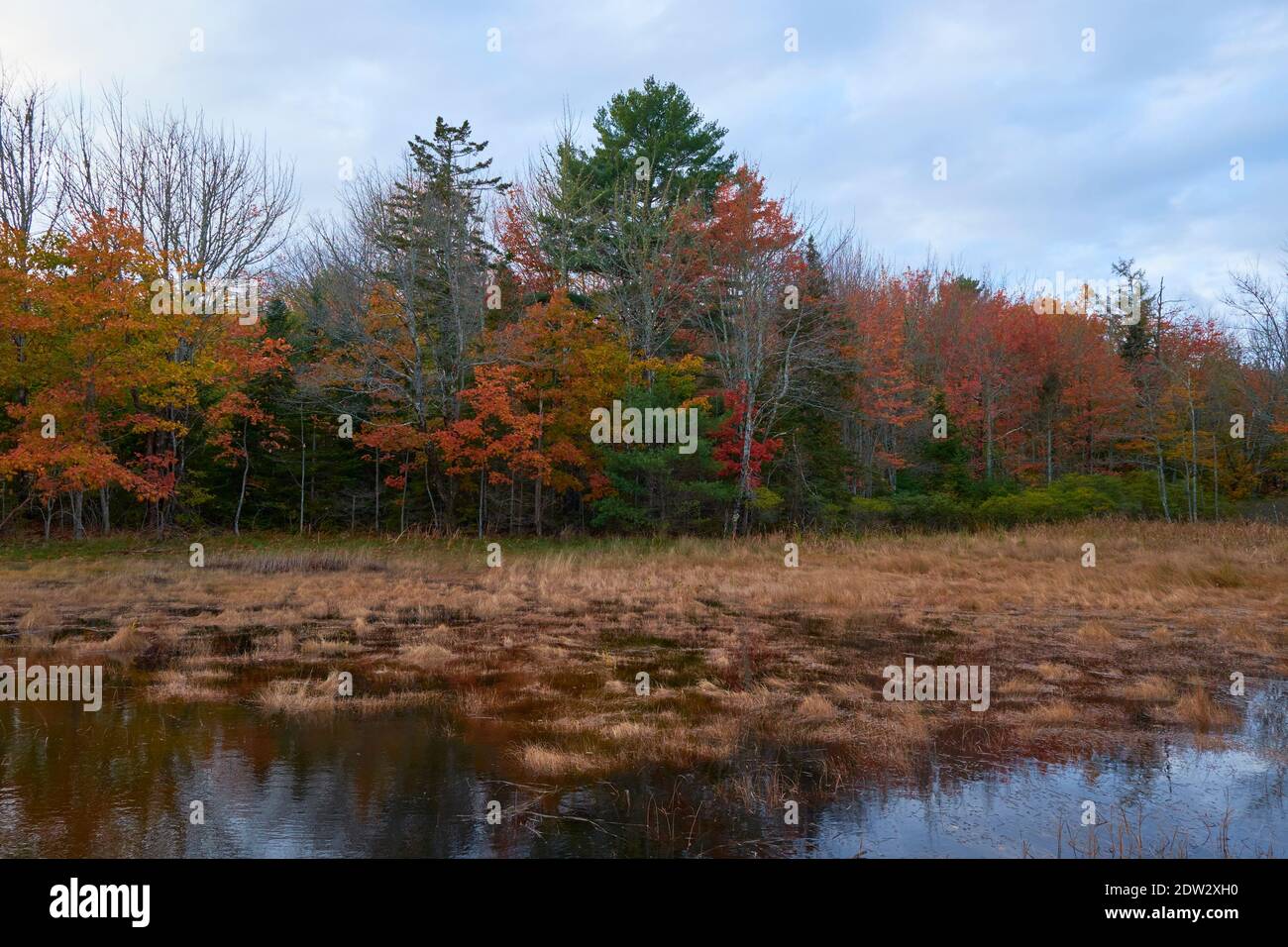 Fall color, autumn in a line of trees in a water bog. During a cloudy ...