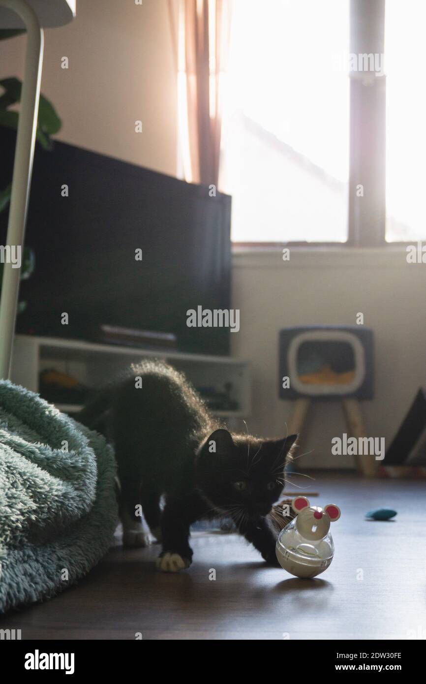 Pouncing cat hi-res stock photography and images - Alamy