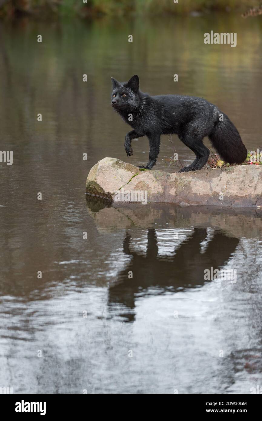 Silver Fox (Vulpes vulpes) Stands on Rock One Paw Up Reflected Autumn ...