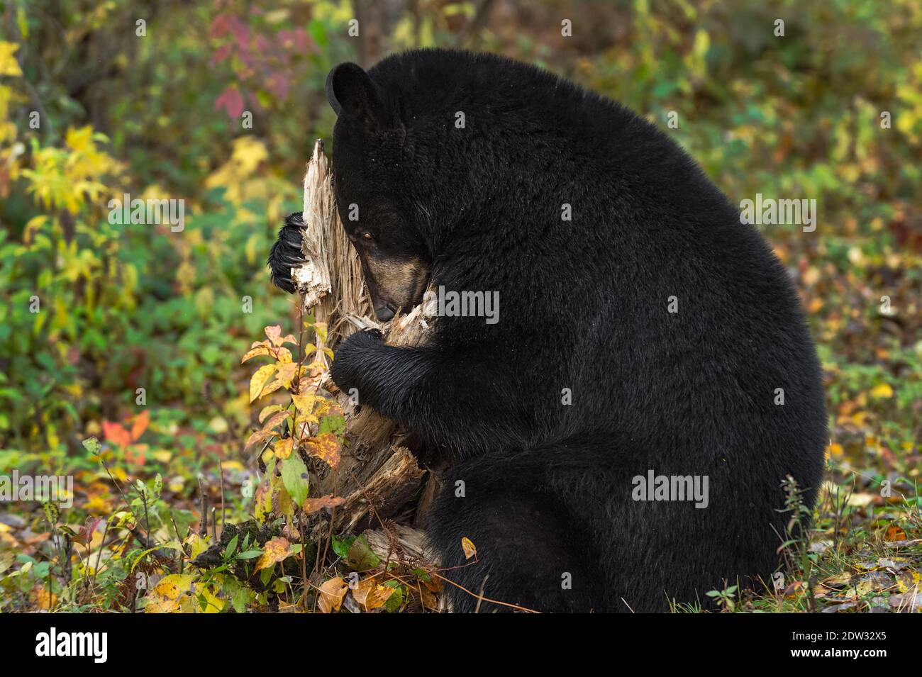 Black Bear (Ursus americanus) Nose Into Ripped Apart Tree Stump Autumn ...