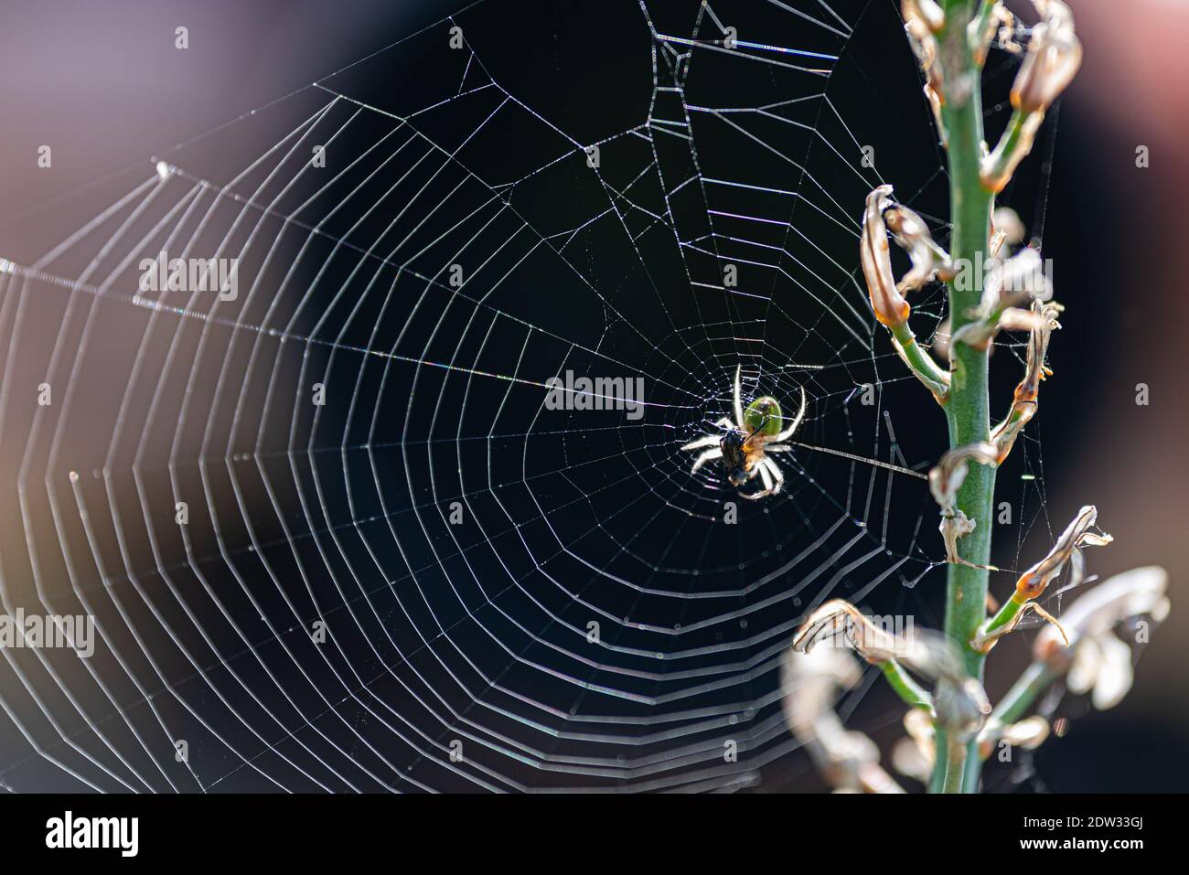 Spider trapping its prey in a web Stock Photo - Alamy