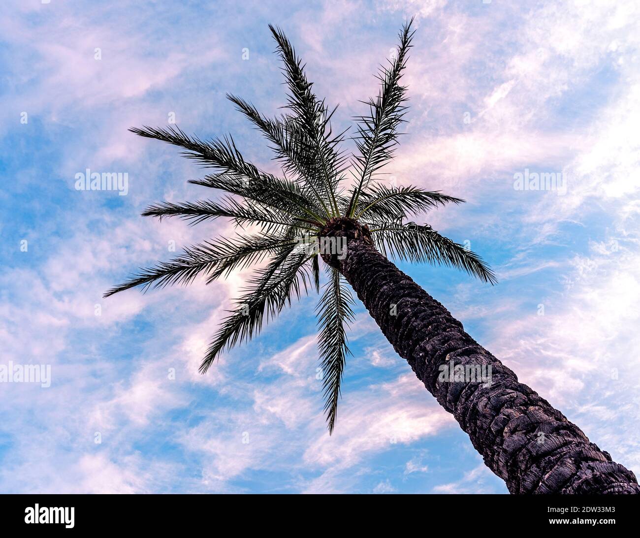 Palmier tree hi-res stock photography and images - Alamy