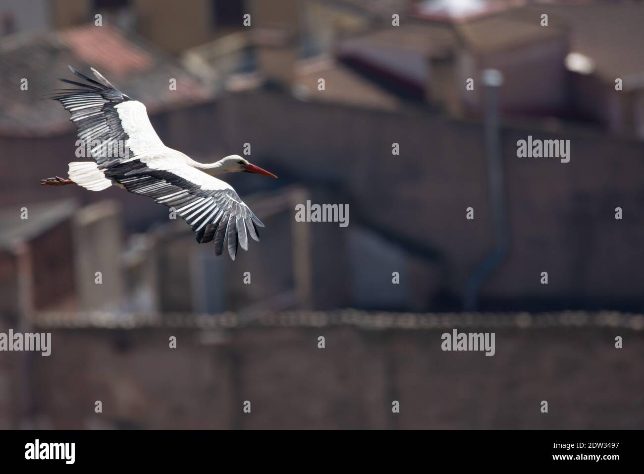 Stork flying above city hi-res stock photography and images - Alamy