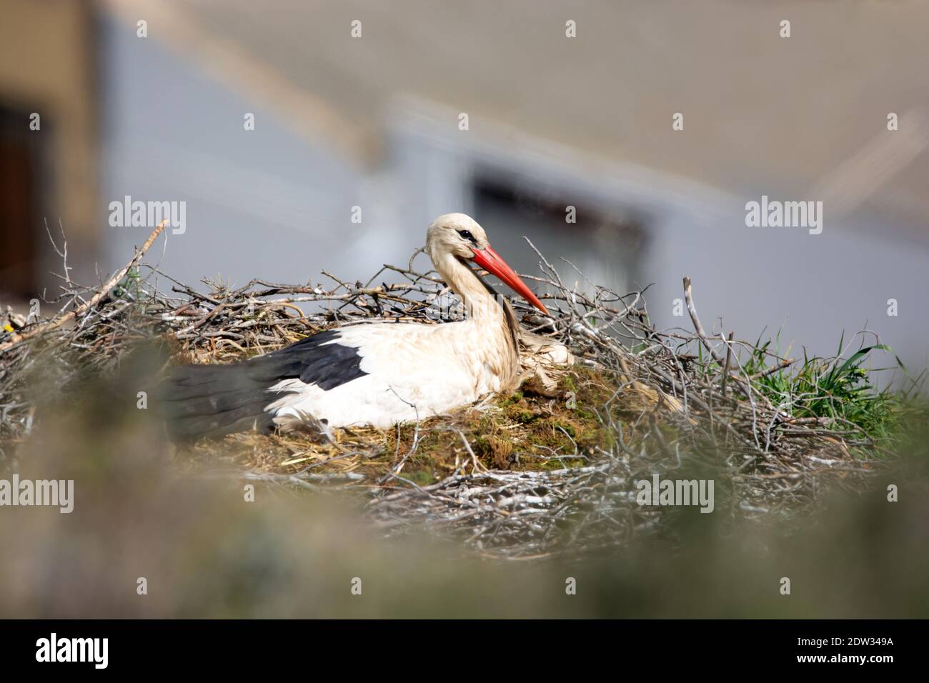 Live stork in nature hi-res stock photography and images - Alamy