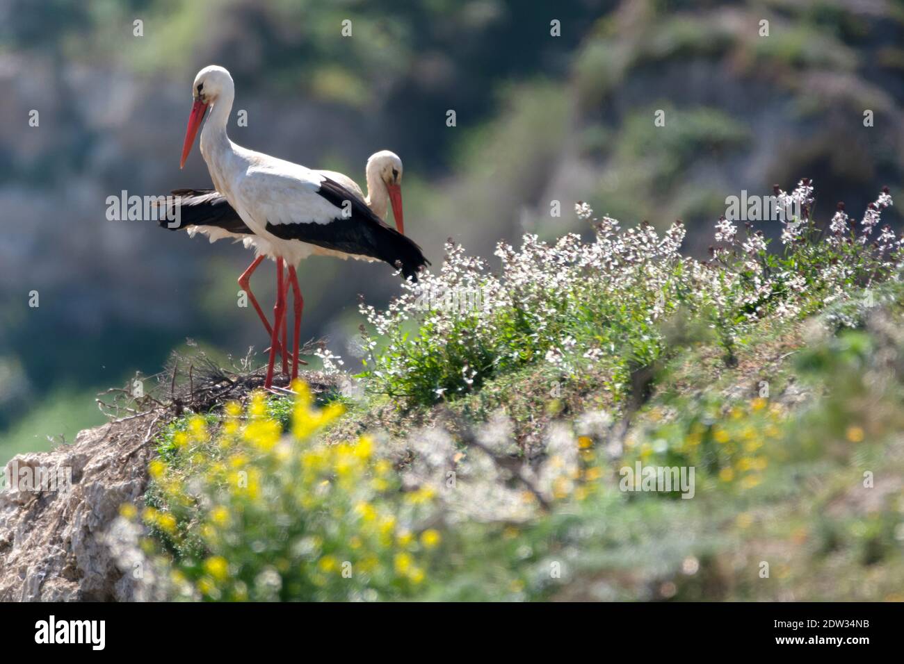 Storks top mountain hi-res stock photography and images - Alamy
