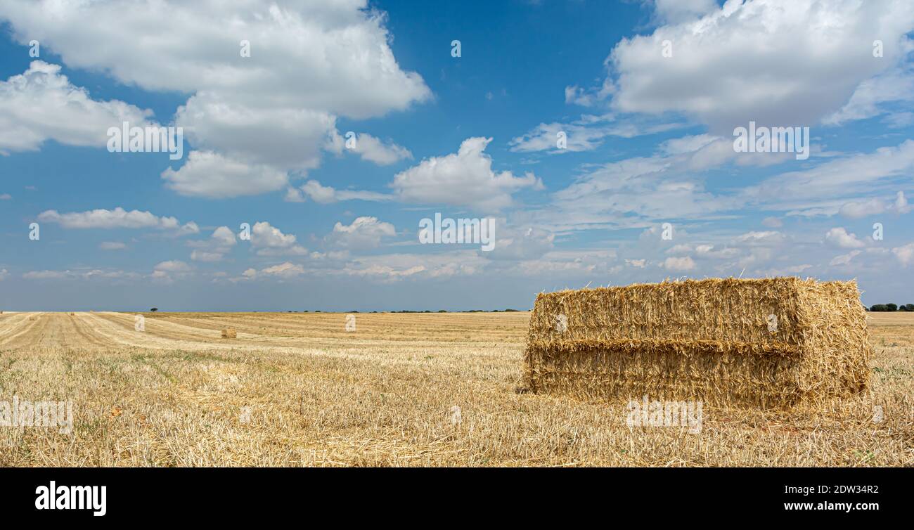 Straw harvesting in the field Stock Photo - Alamy