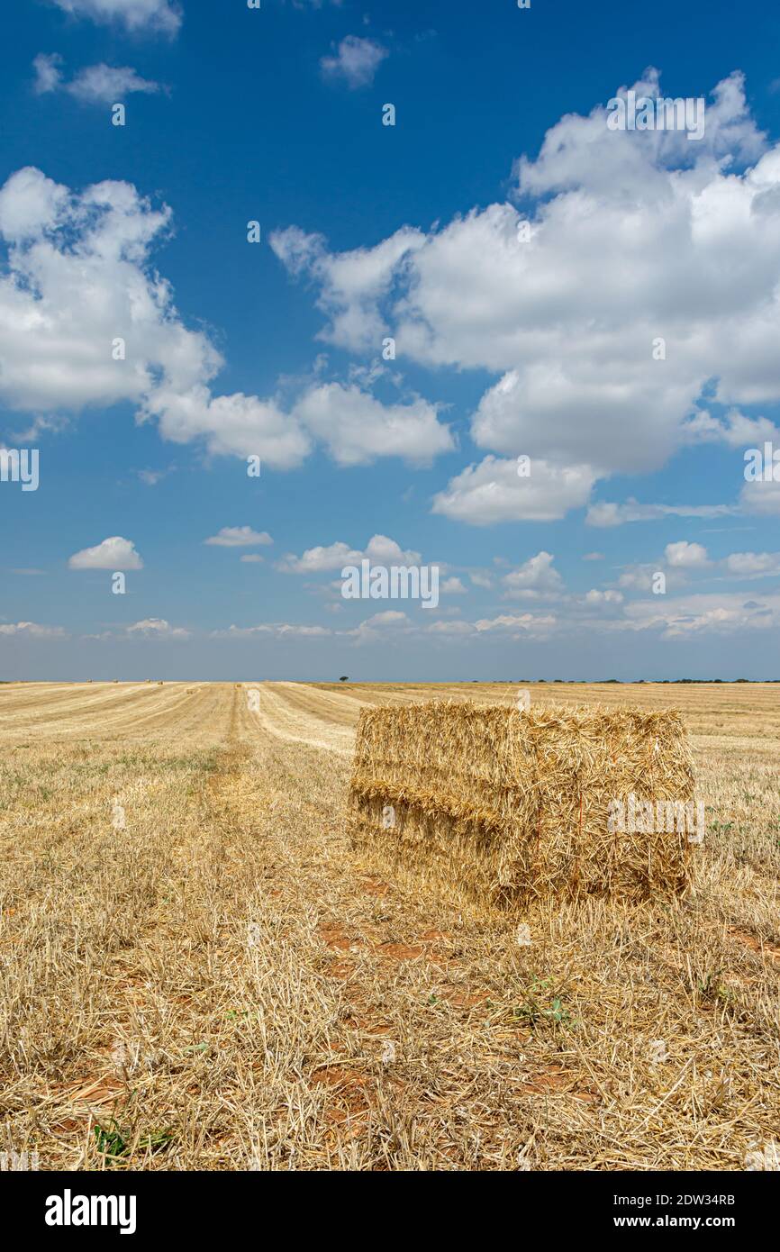 Straw harvesting in the field Stock Photo - Alamy