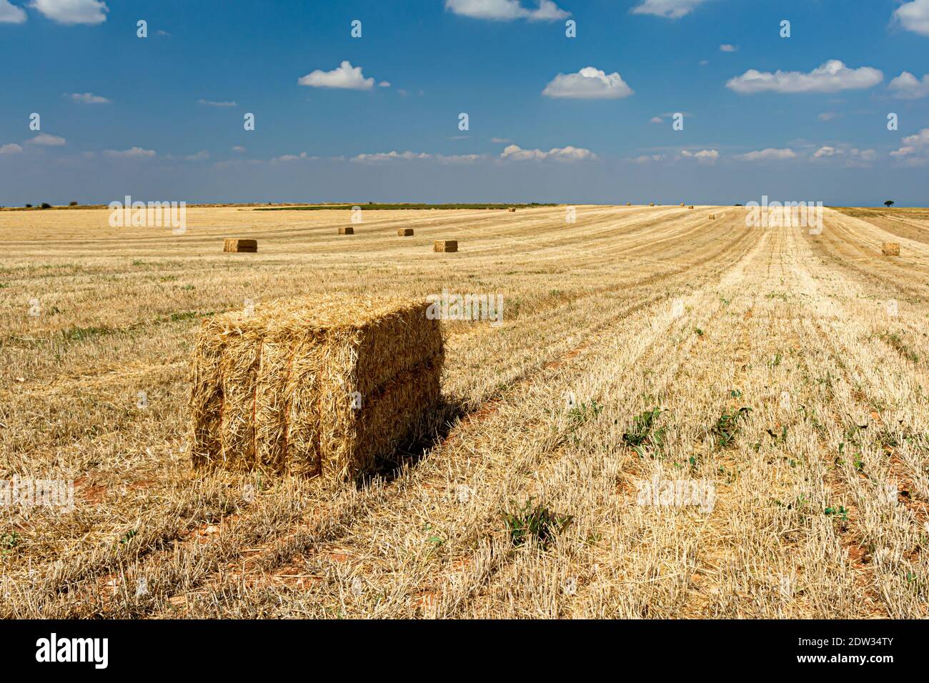 Straw harvesting in the field Stock Photo - Alamy