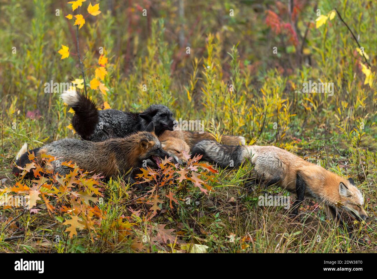 Together with island hi-res stock photography and images - Alamy