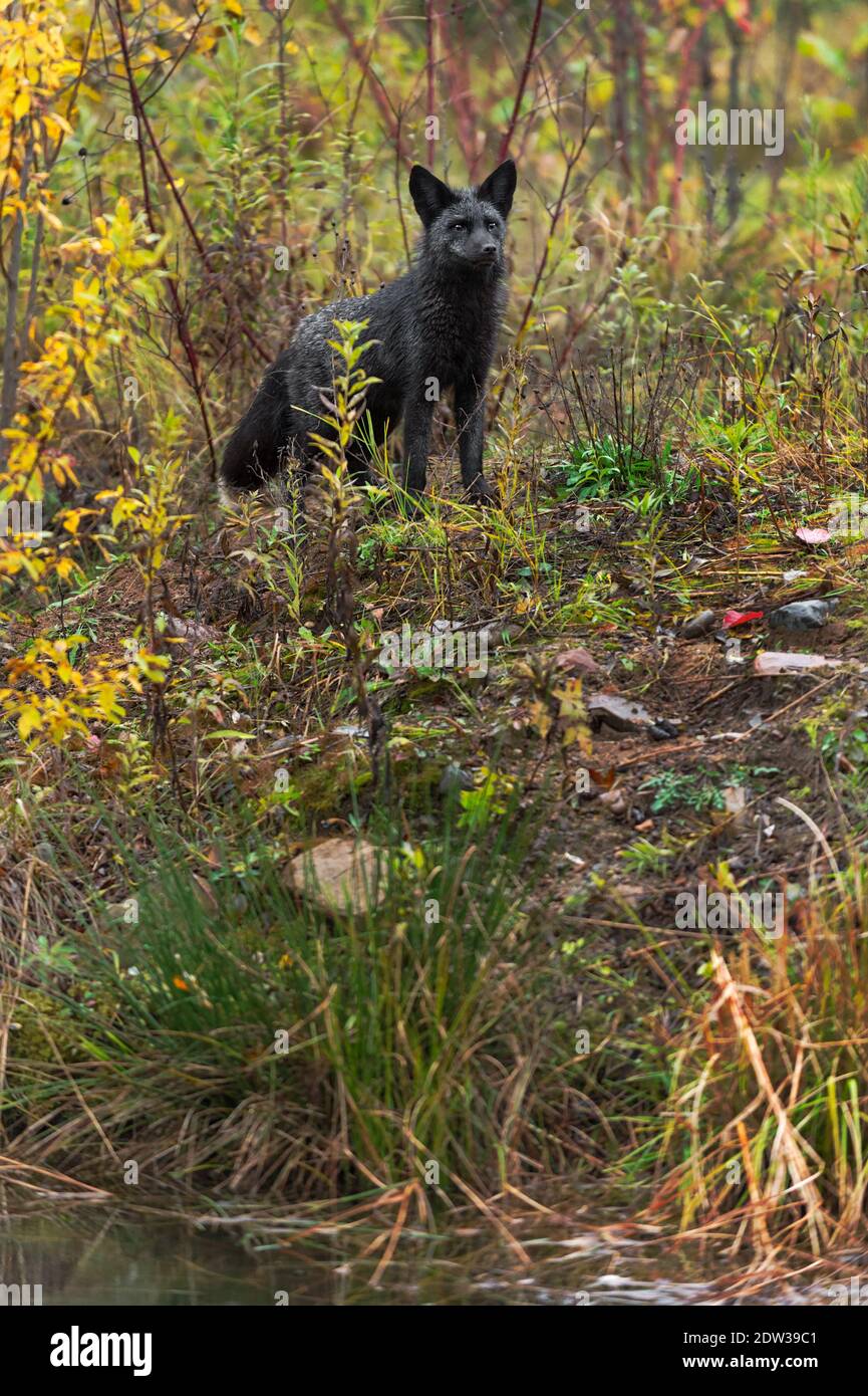 Silver fox island hi-res stock photography and images - Alamy