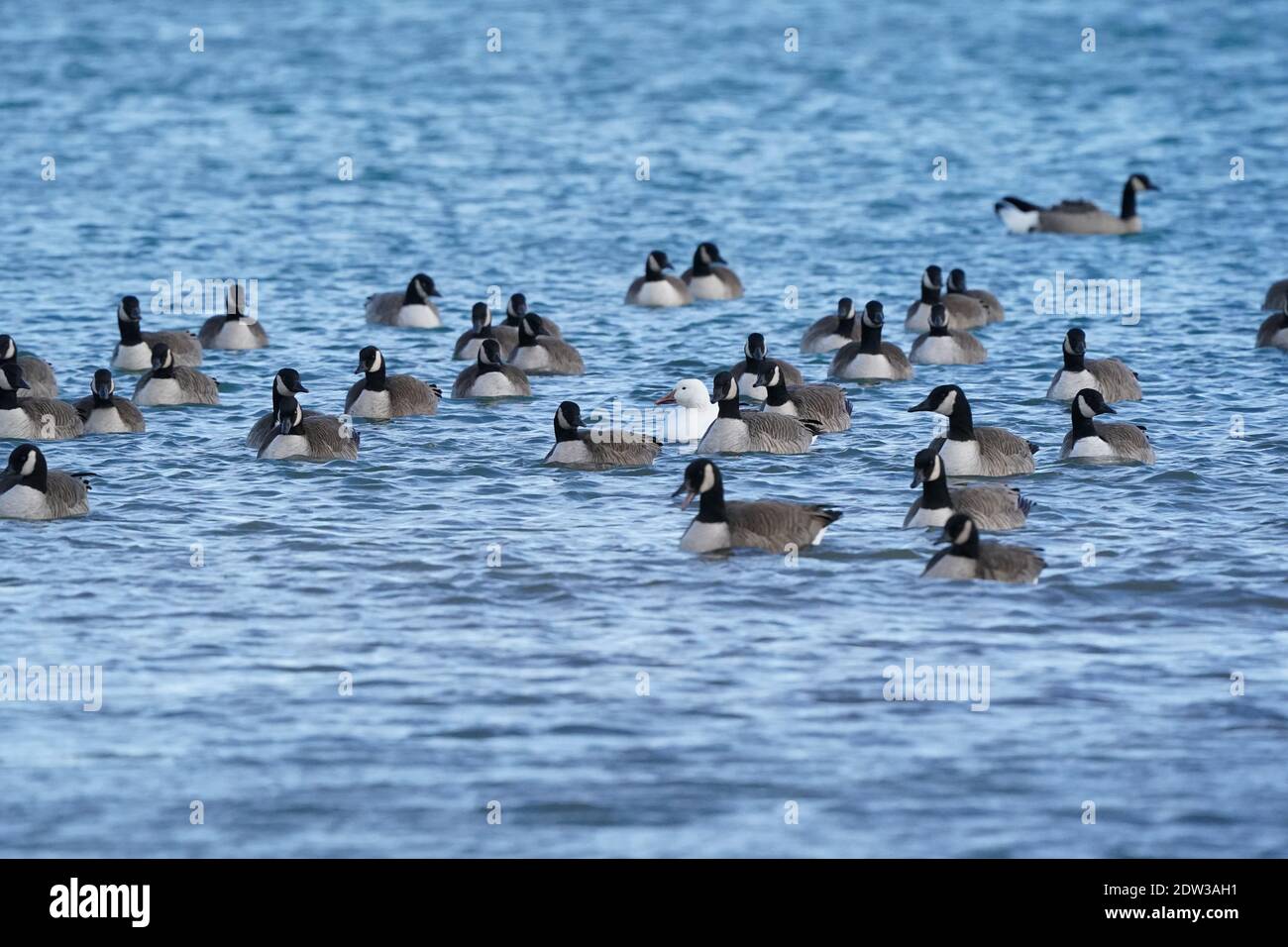 Giant geese group hi-res stock photography and images - Alamy