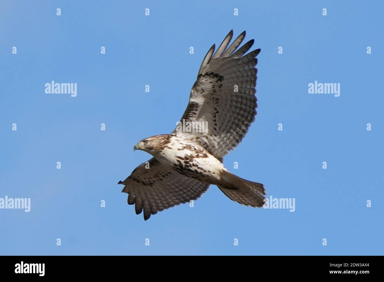 Red Tailed Hawk perching hunting and flying Stock Photo - Alamy