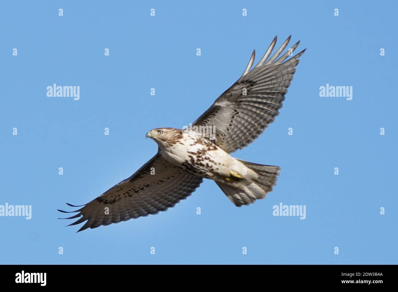 Red Tailed Hawk perching hunting and flying Stock Photo - Alamy