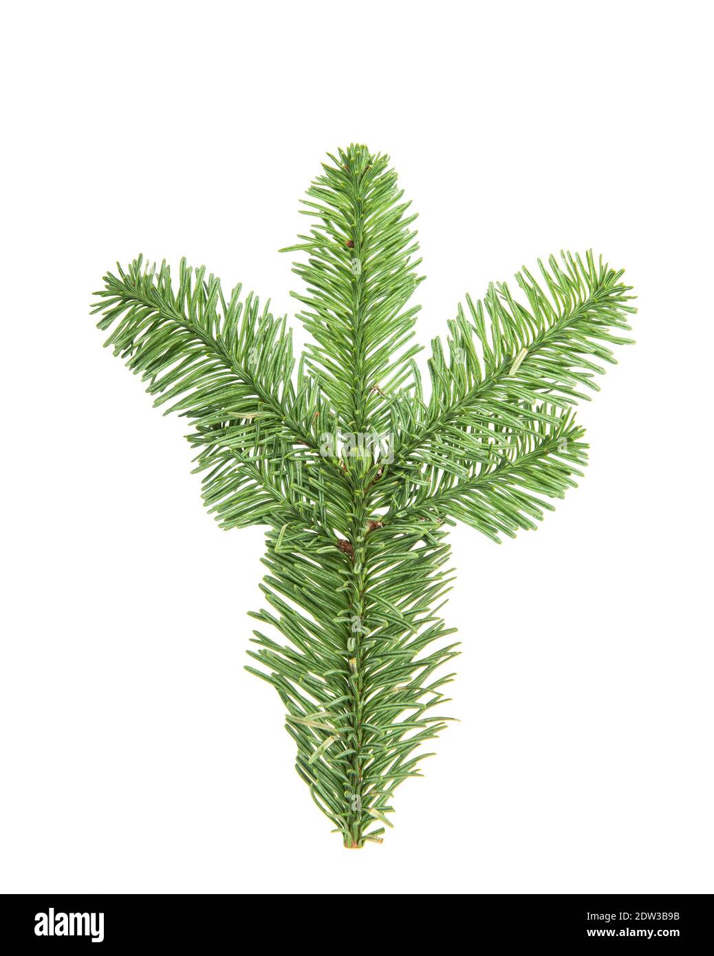 Conifer plant hi-res stock photography and images - Alamy