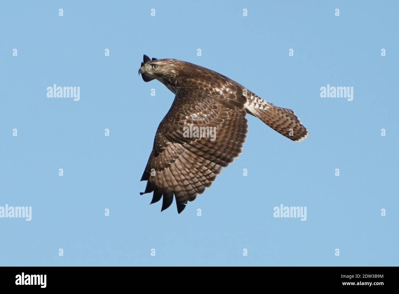 Red Tailed Hawk perching hunting and flying Stock Photo - Alamy