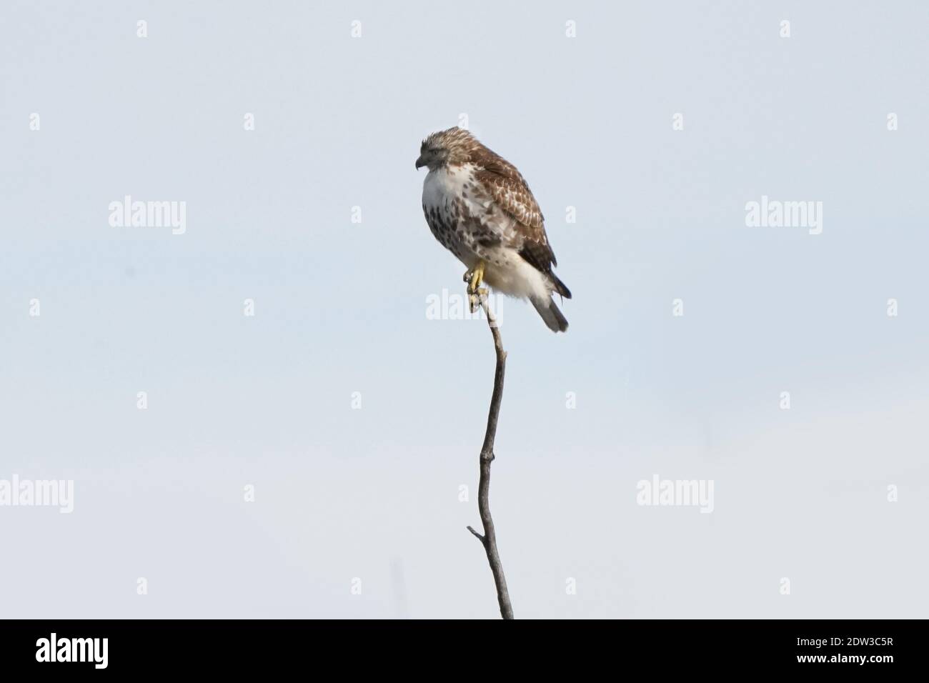 Red Tailed Hawk perching hunting and flying Stock Photo - Alamy