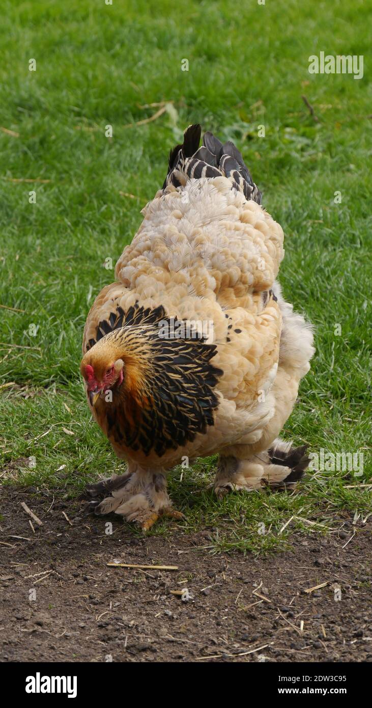 Breeding chicken hi-res stock photography and images - Alamy