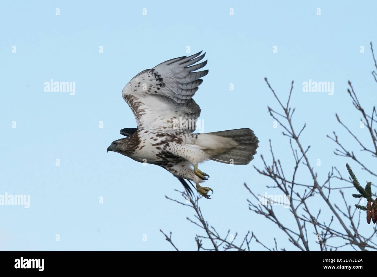 Red Tailed Hawk perching hunting and flying Stock Photo - Alamy
