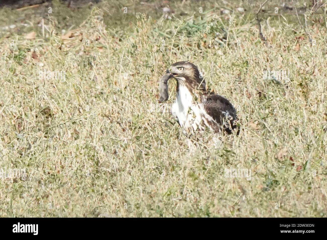 Red tail hawk mouse hi-res stock photography and images - Alamy
