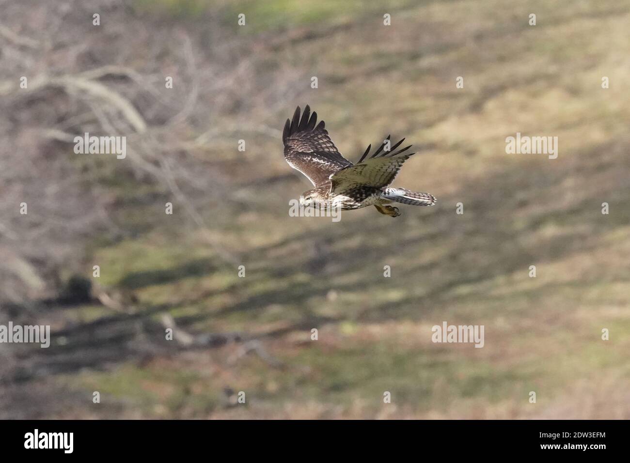 Red Tailed Hawk perching hunting and flying Stock Photo - Alamy