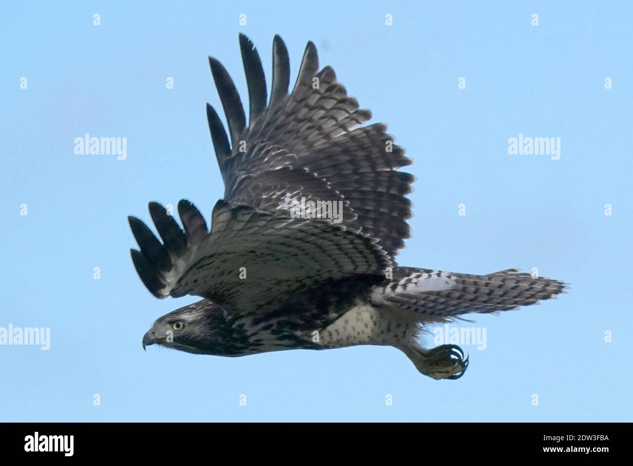 Red Tailed Hawk perching hunting and flying Stock Photo - Alamy