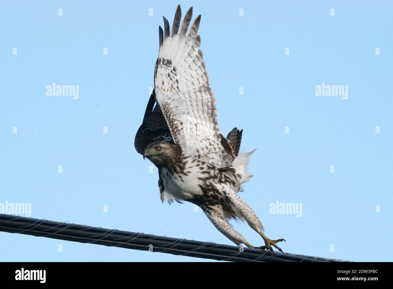 Red Tailed Hawk perching hunting and flying Stock Photo - Alamy