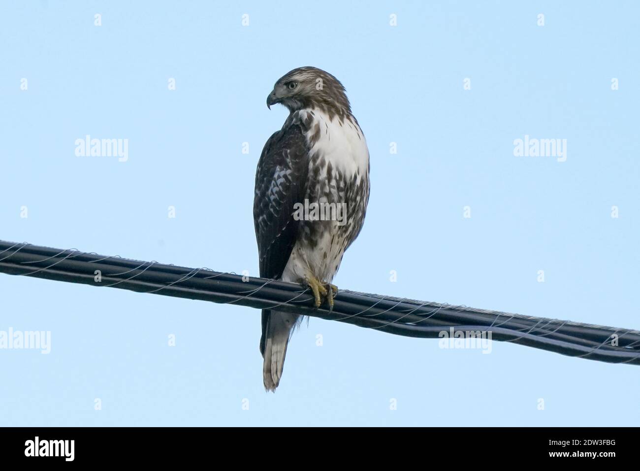Red Tailed Hawk perching hunting and flying Stock Photo - Alamy