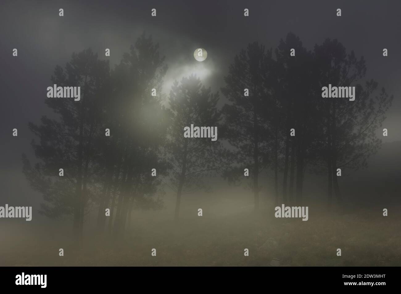 Woods fog moon hi-res stock photography and images - Alamy