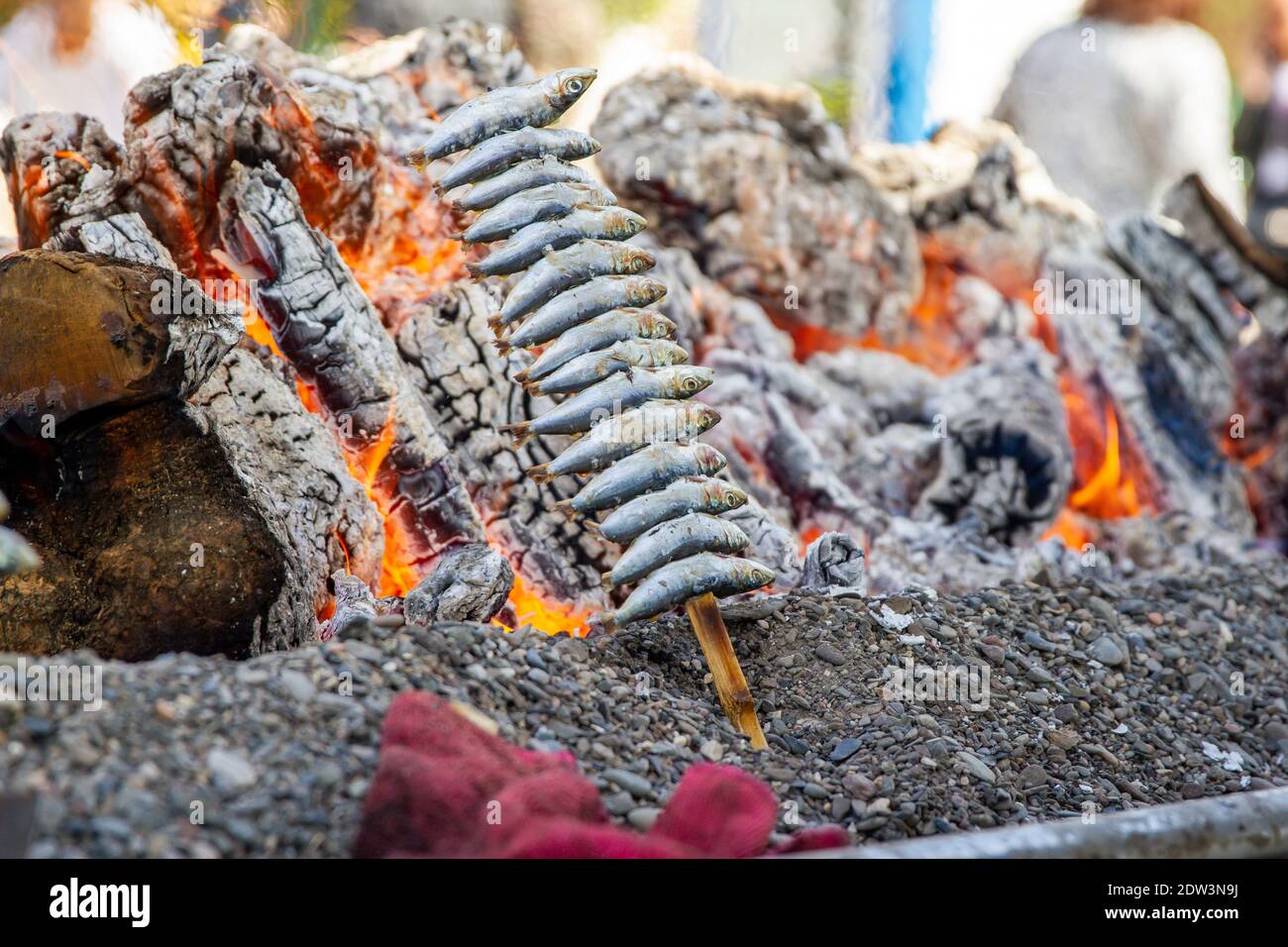 Grille shell High Resolution Stock Photography and Images - Alamy