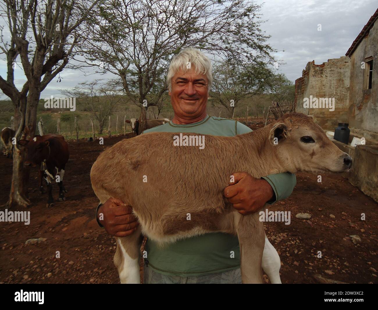 Man carrying cow hi-res stock photography and images - Alamy