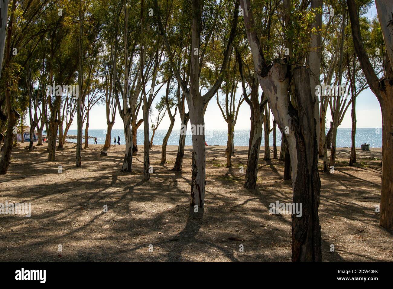 Trees near the beach Stock Photo - Alamy
