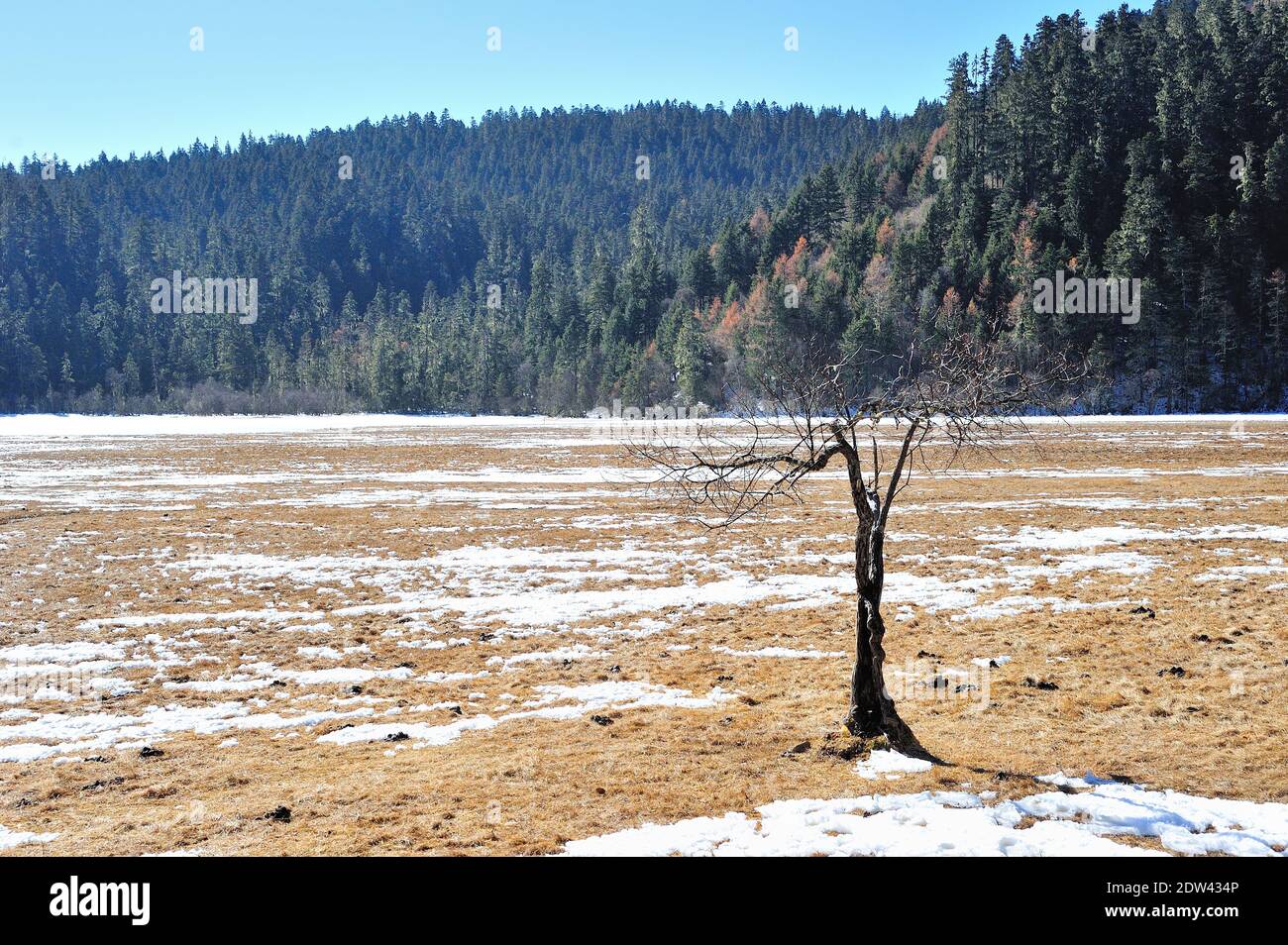 Sky field field with trees and trees shangri la hi-res stock ...