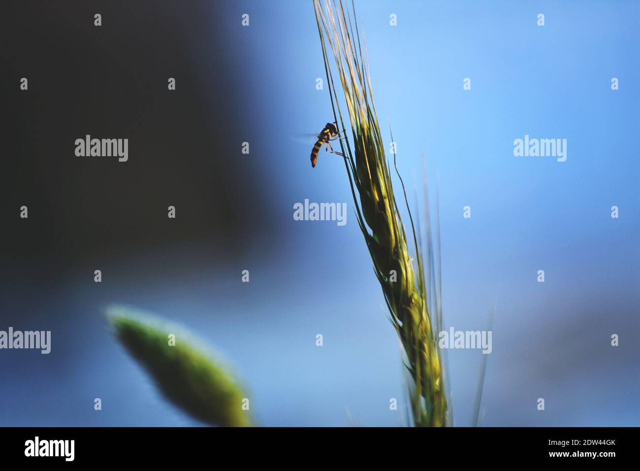 Wheat pollination hi-res stock photography and images - Alamy