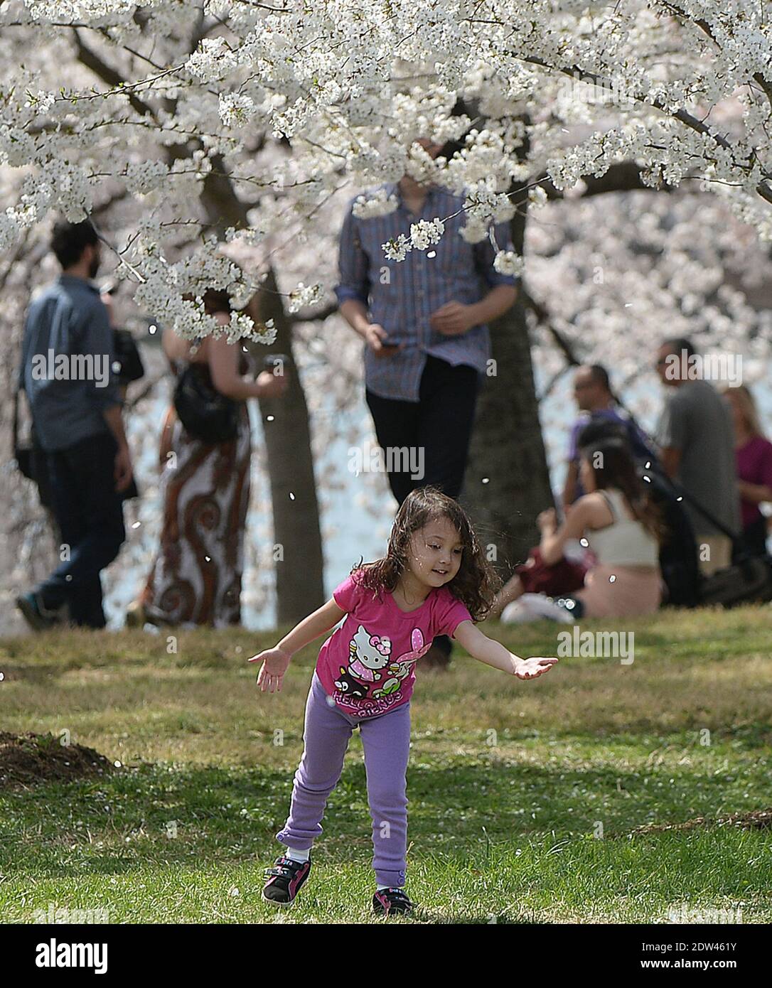 Washington's famous cherry blossom trees reached peak bloom Friday just ...