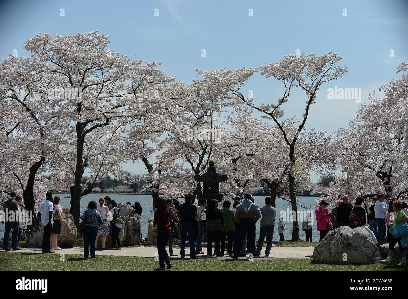 Washington's famous cherry blossom trees reached peak bloom Friday just ...
