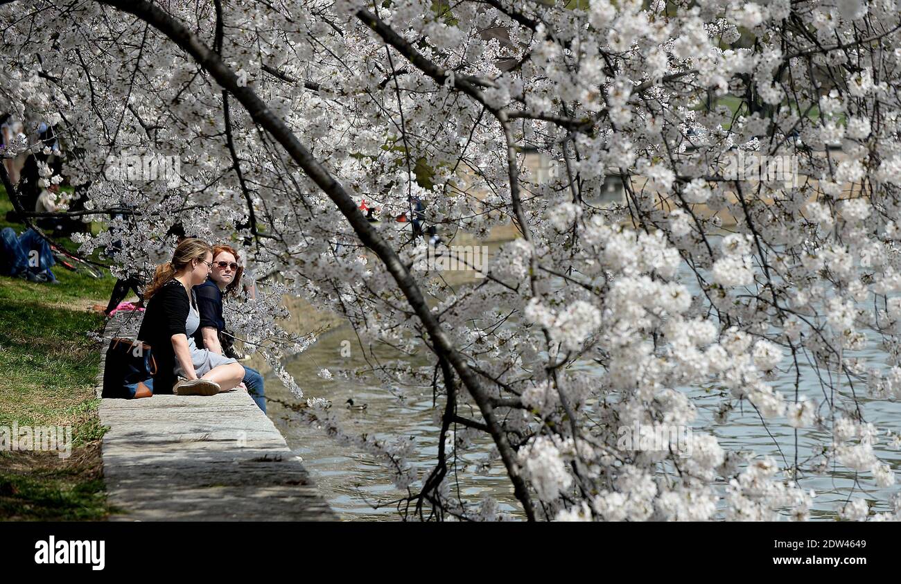 Washington's famous cherry blossom trees reached peak bloom Friday just ...