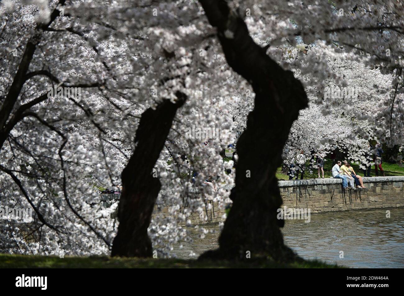 Washington's famous cherry blossom trees reached peak bloom Friday just ...