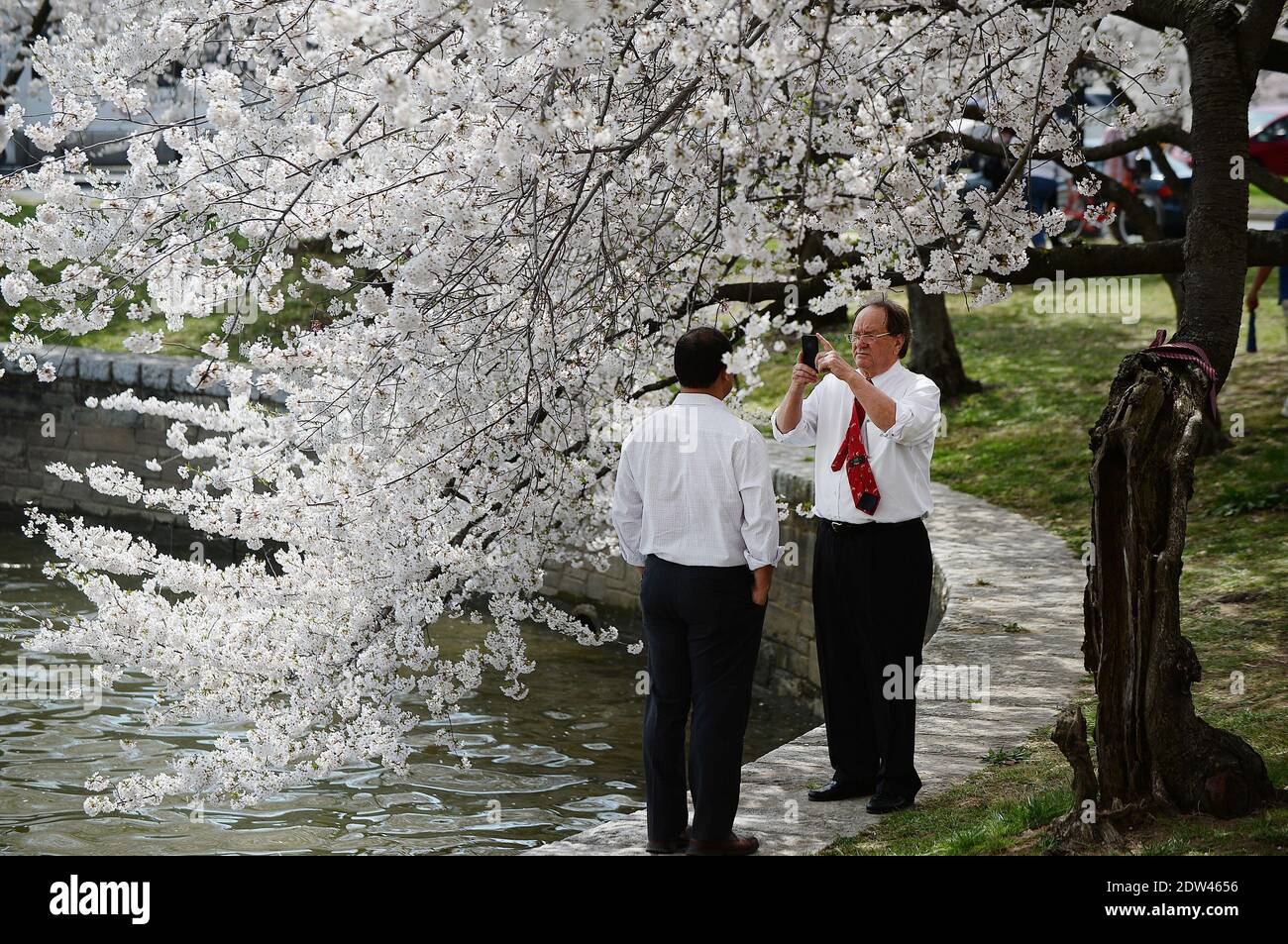 Washington's famous cherry blossom trees reached peak bloom Friday just ...