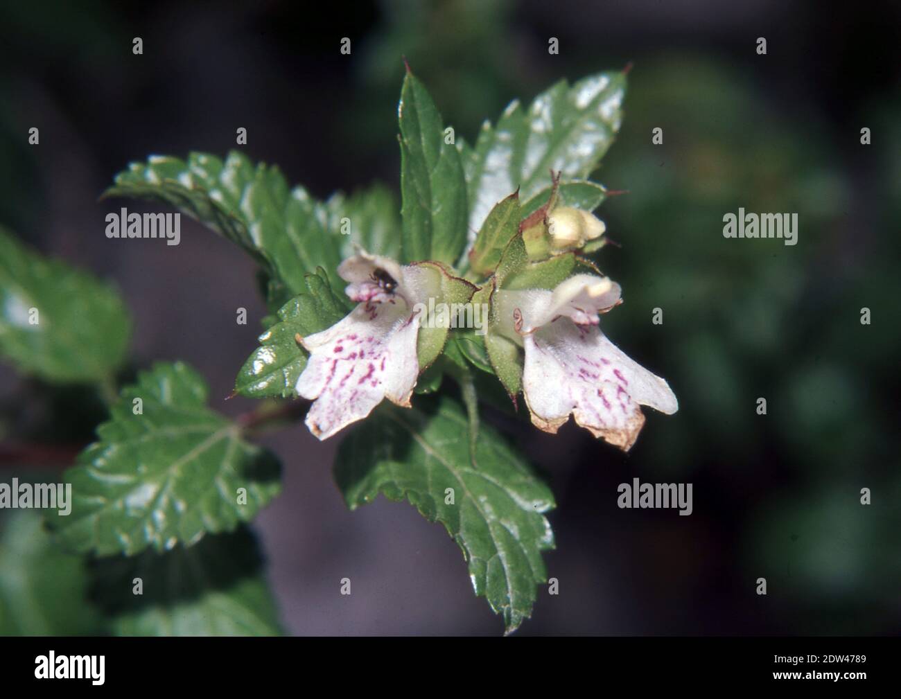 Prasium majus in nature close-up (scanned from Fujichrome Provia Stock ...