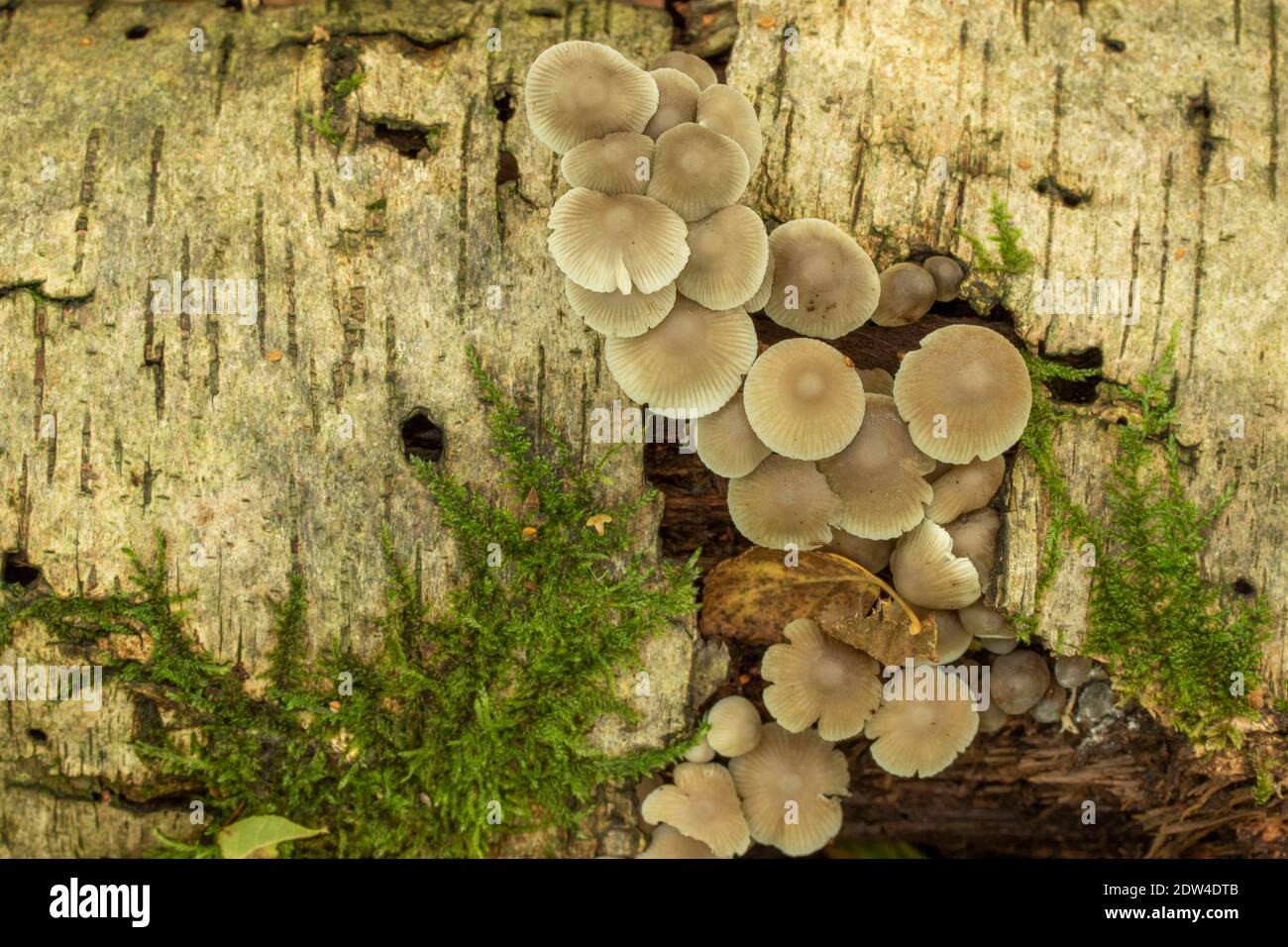 British woodland fungi in their natural environment, decomposers at ...