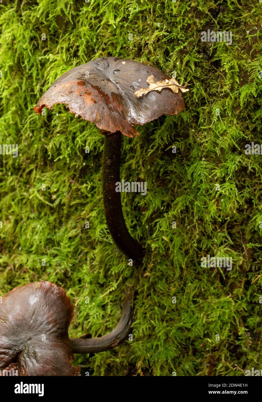 British woodland fungi in their natural environment, decomposers at ...