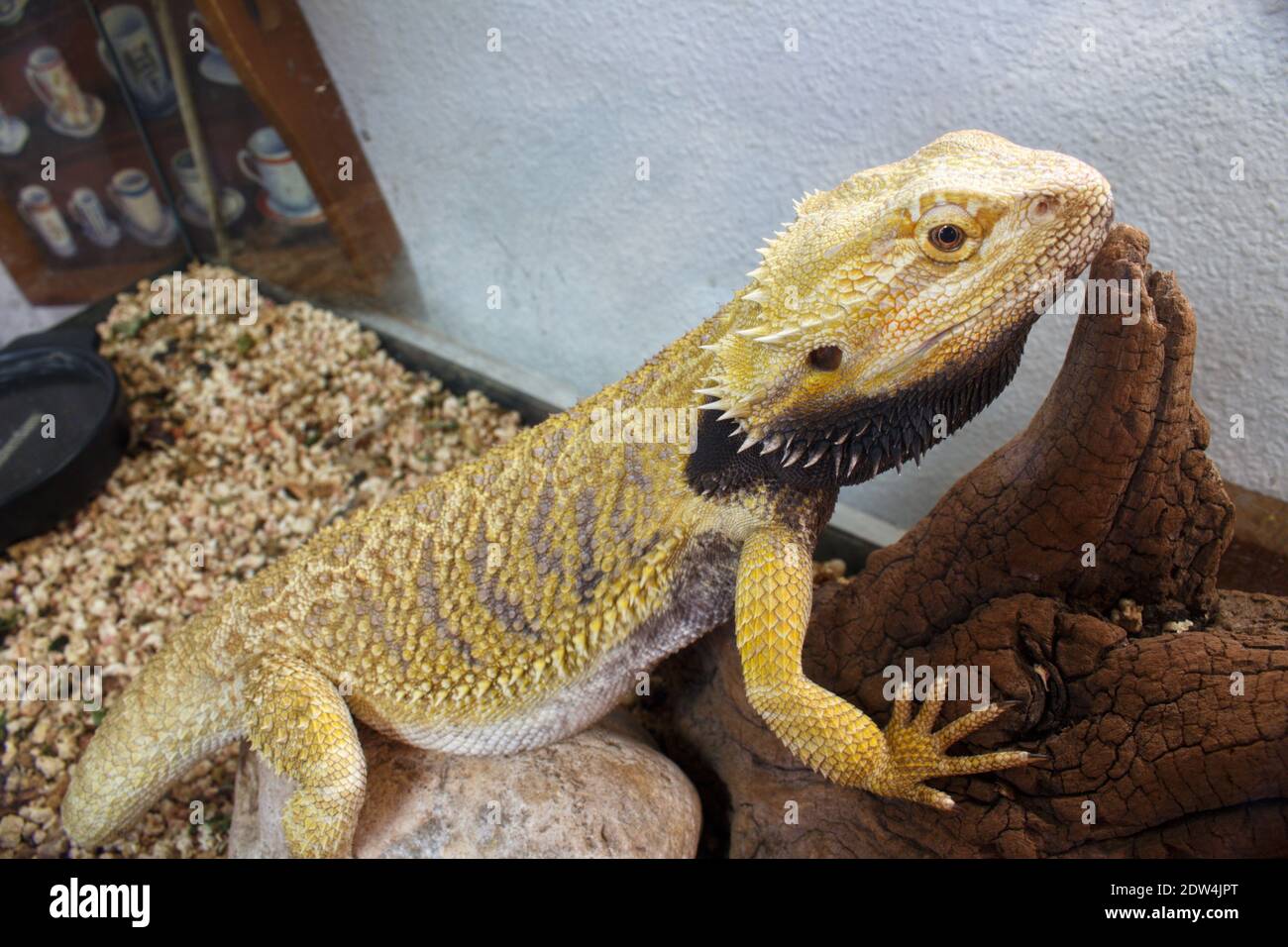 Bearded reptile hi-res stock photography and images - Alamy