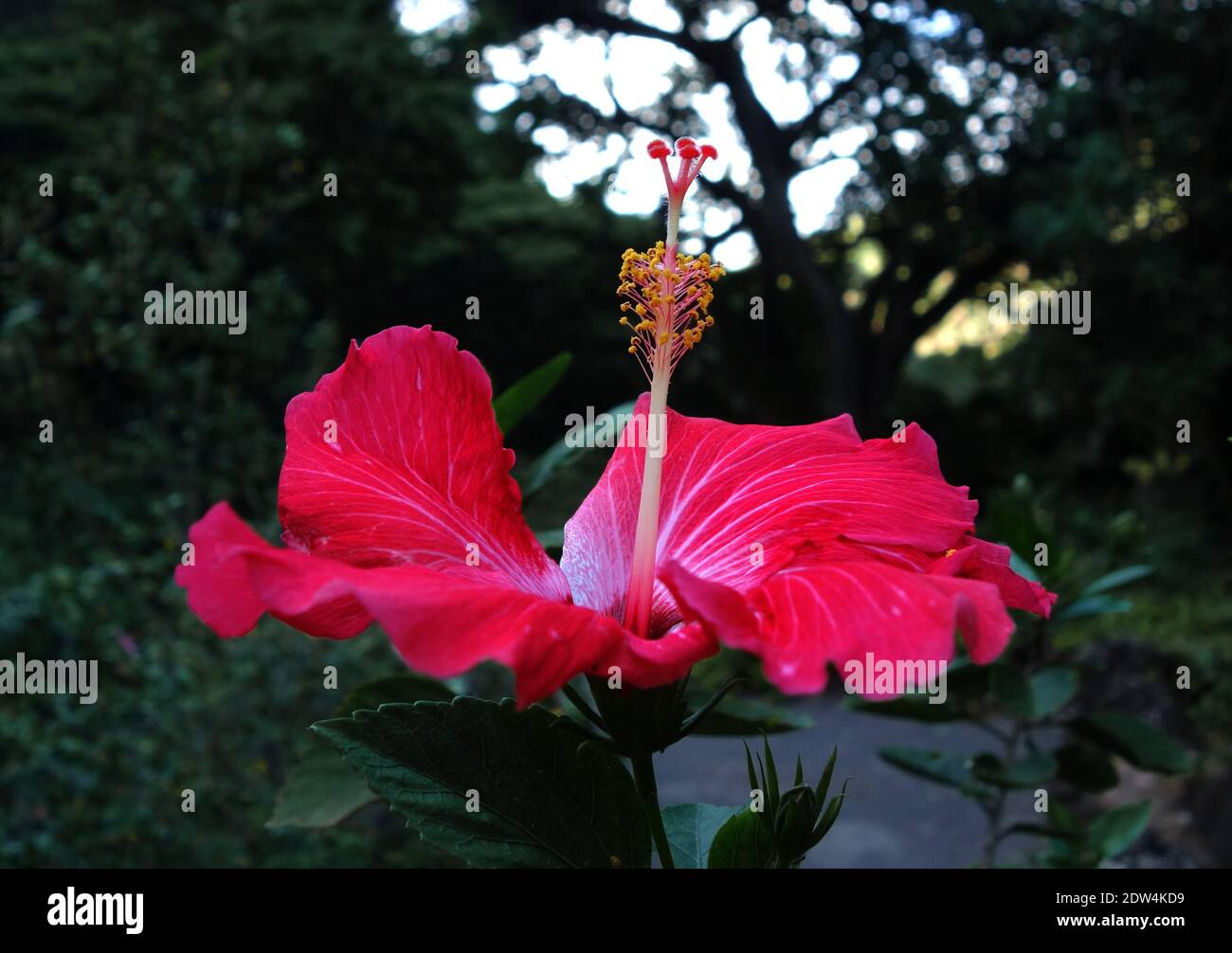 Painted Lady Hibiscus Stock Photo - Alamy
