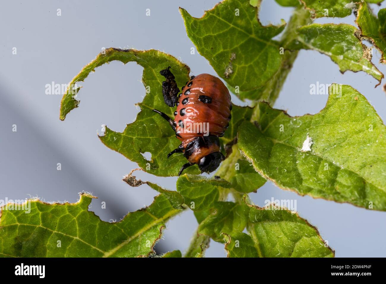 The Colorado potato beetle larvae feeding on green plants close up ...