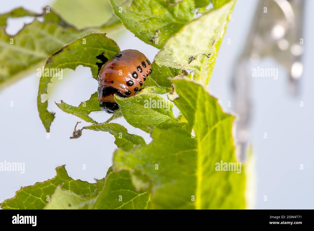 The Colorado potato beetle larvae feeding on green plants close up ...