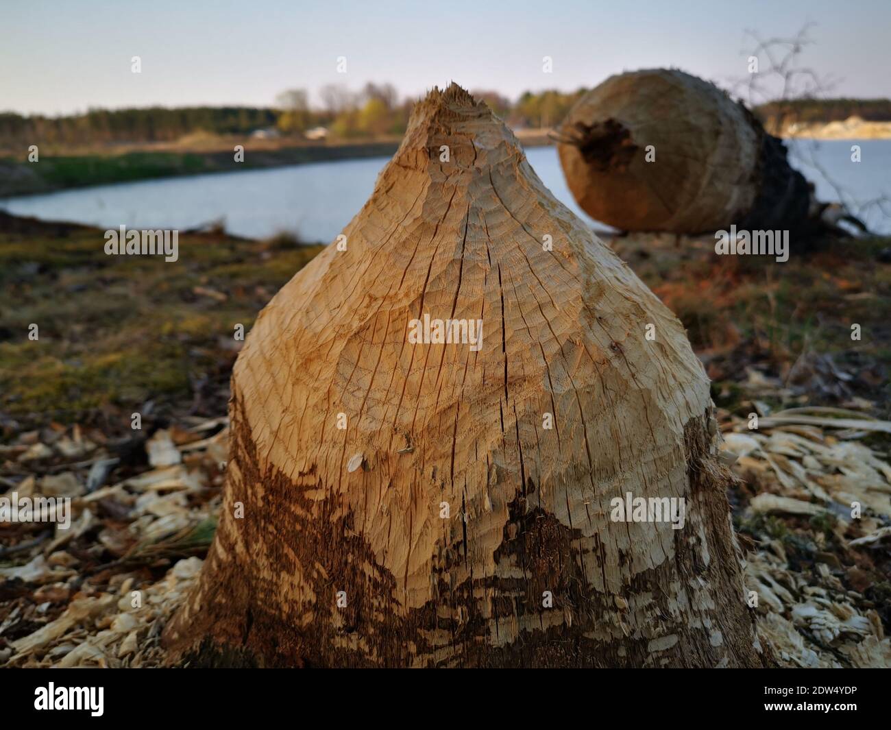 Animal work beaver work hi-res stock photography and images - Alamy