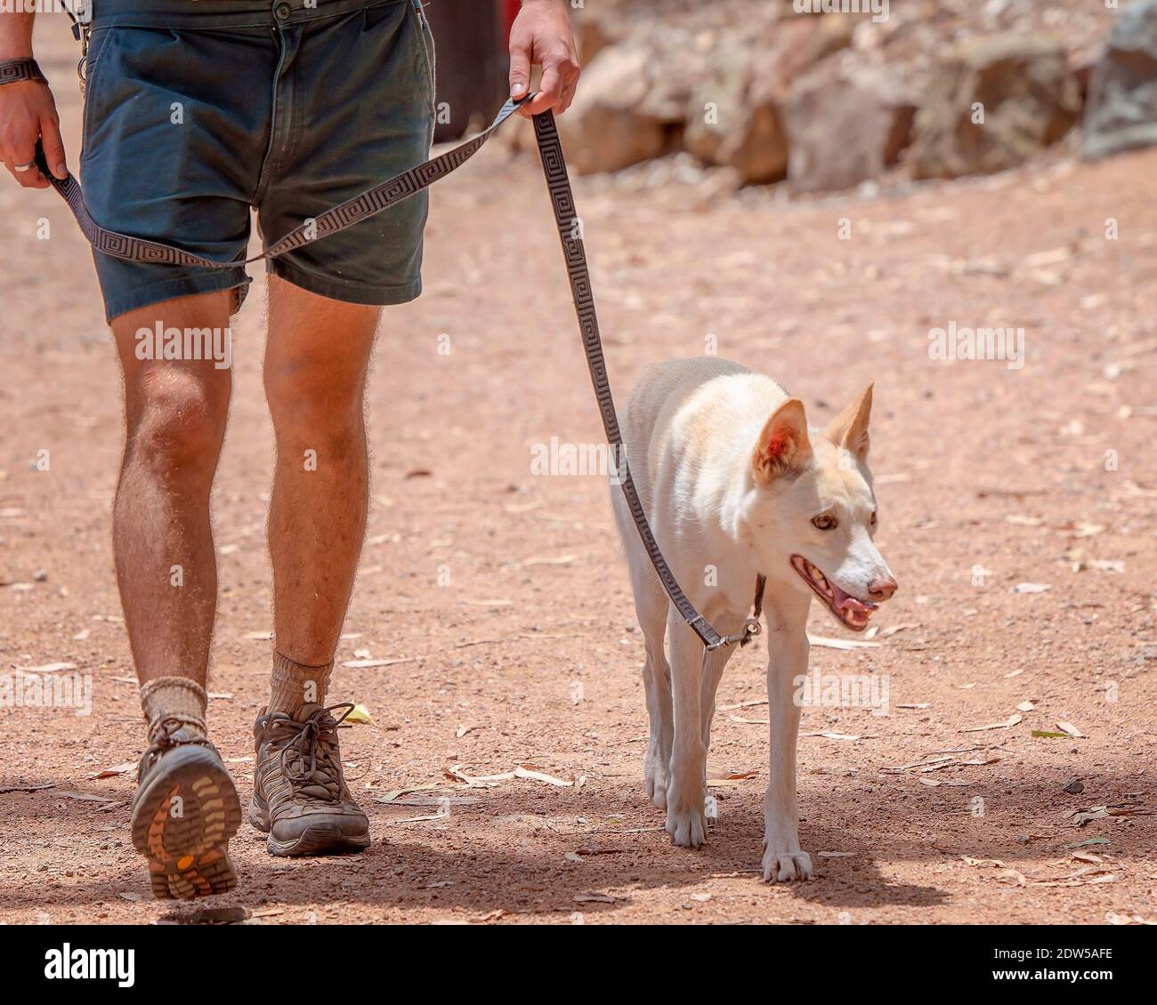 A unique albino dingo being walked on a lead Stock Photo - Alamy
