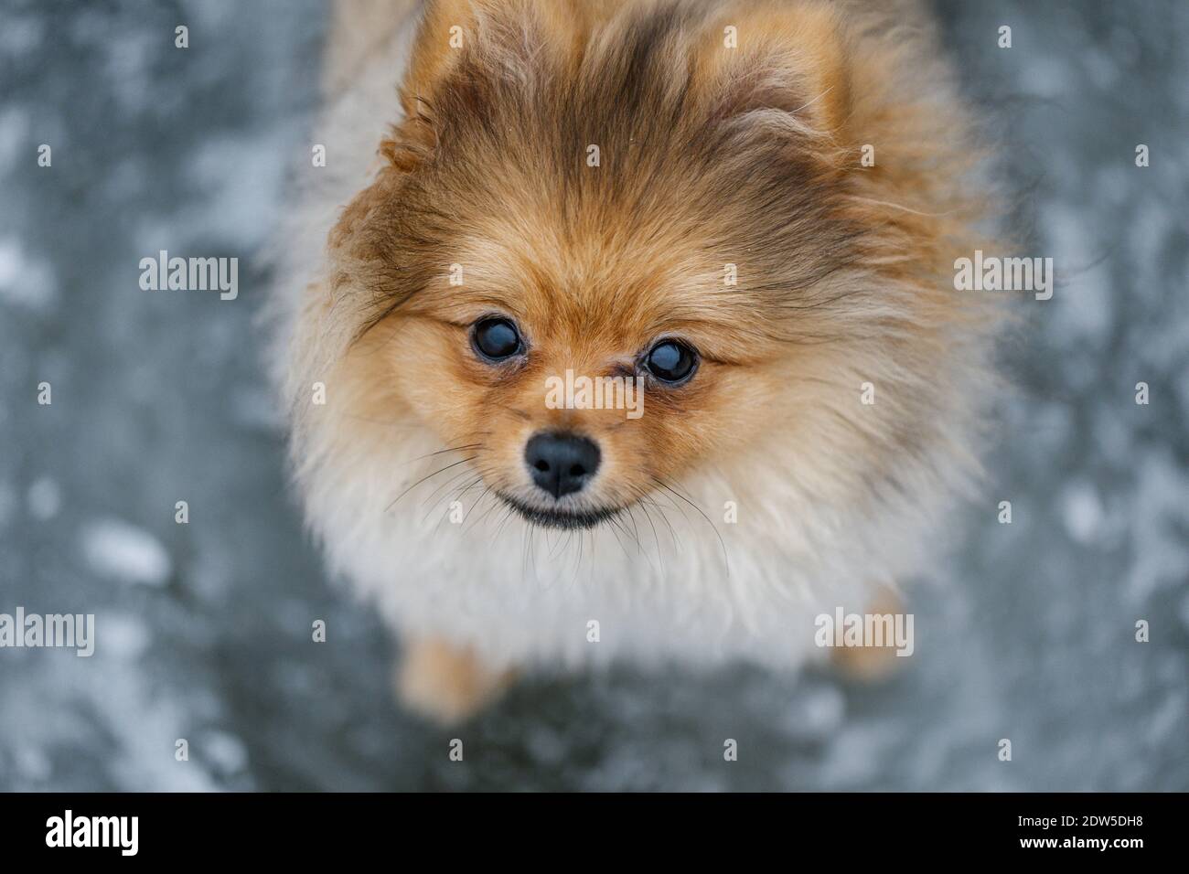 Cute red Pomeranian Spitz looking at the camera on a grey background. A ...