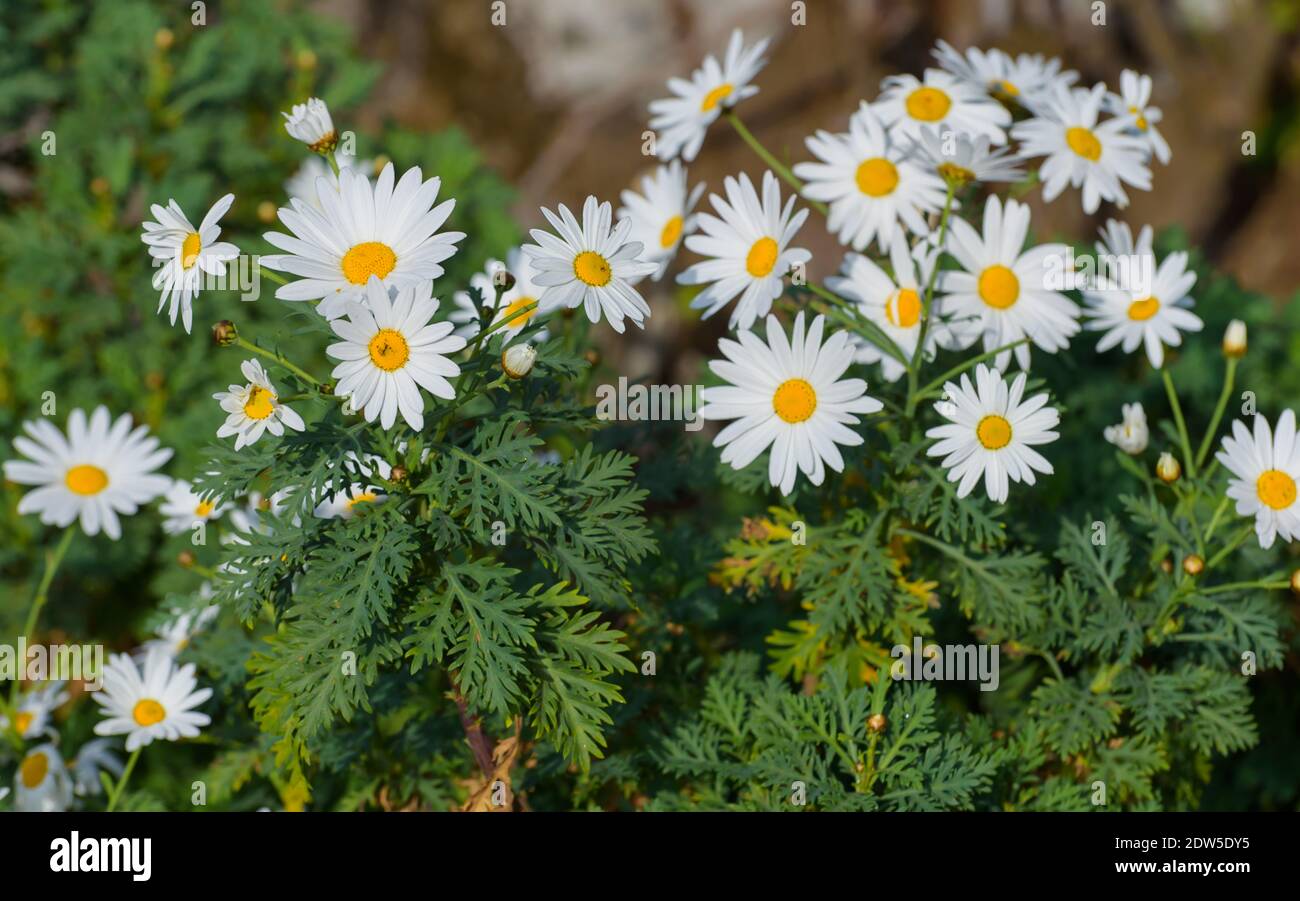 Daisy flower india asia hi-res stock photography and images - Alamy